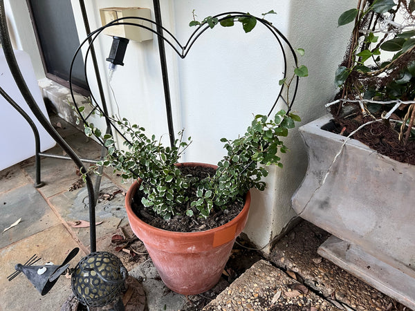 Topiary Frame - Black Round - Faeren Designs